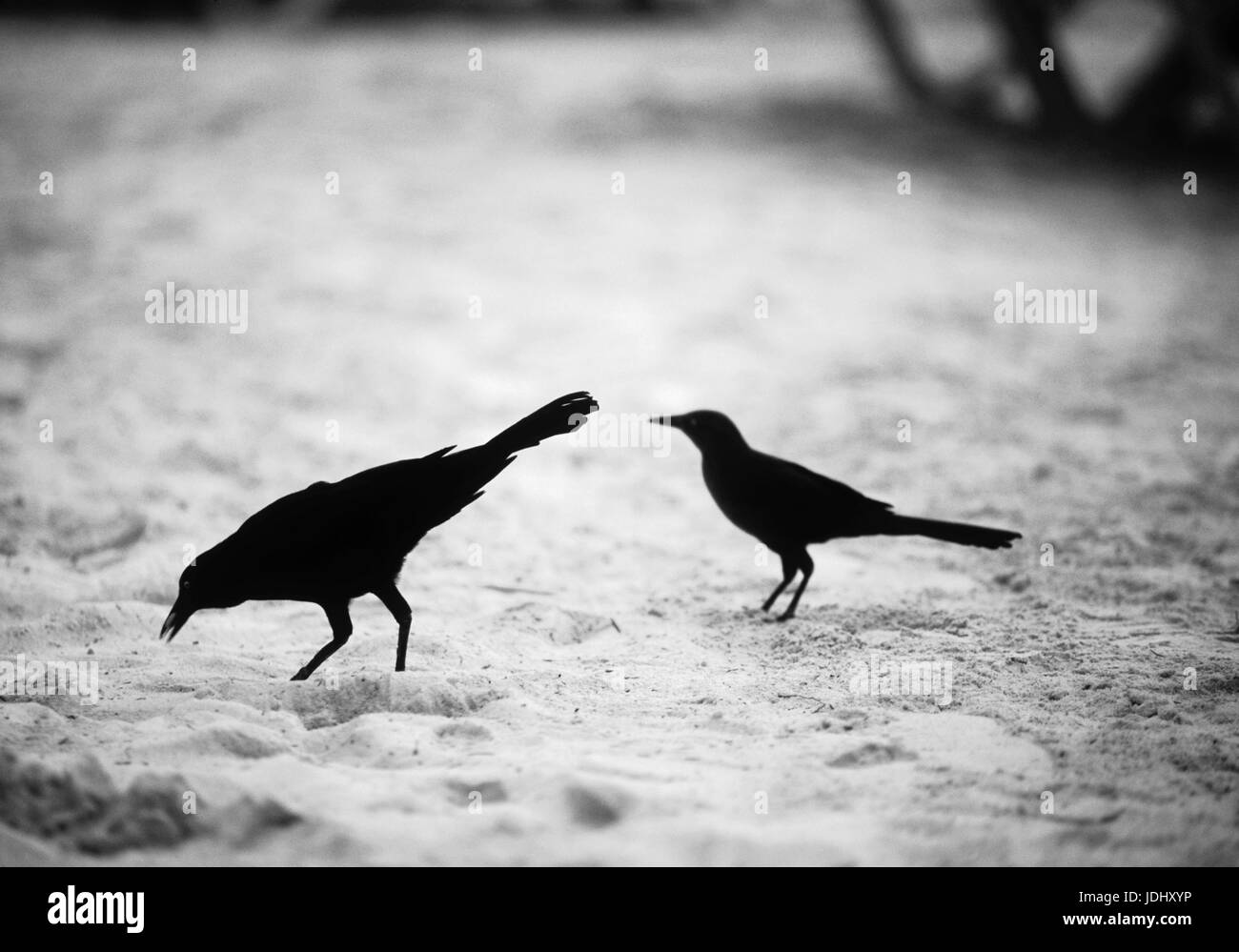 crows on ground Stock Photo - Alamy