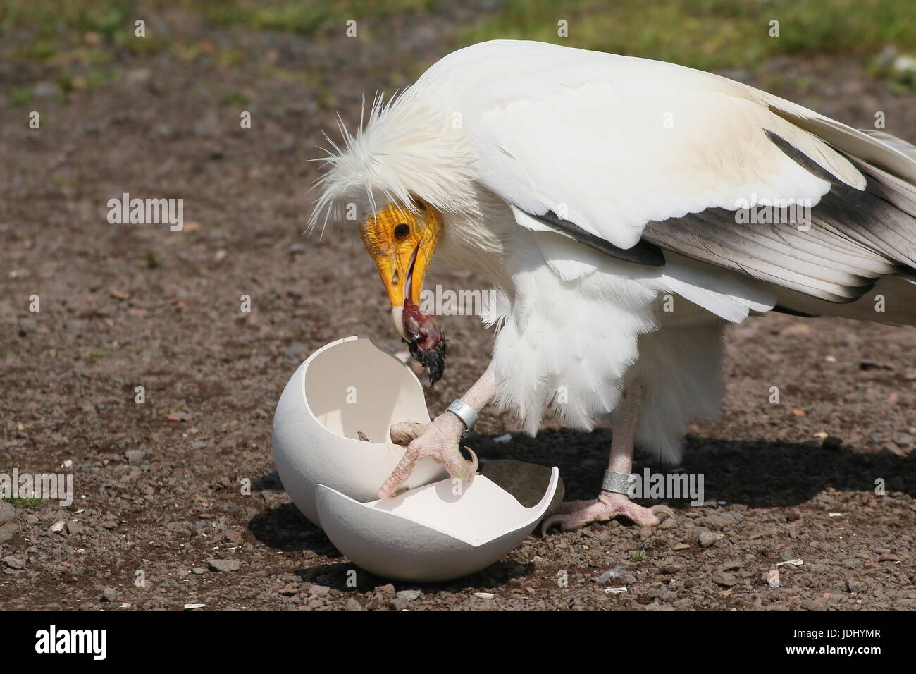 Series of a Egyptian white scavenger vulture (Neophron percnopterus ...