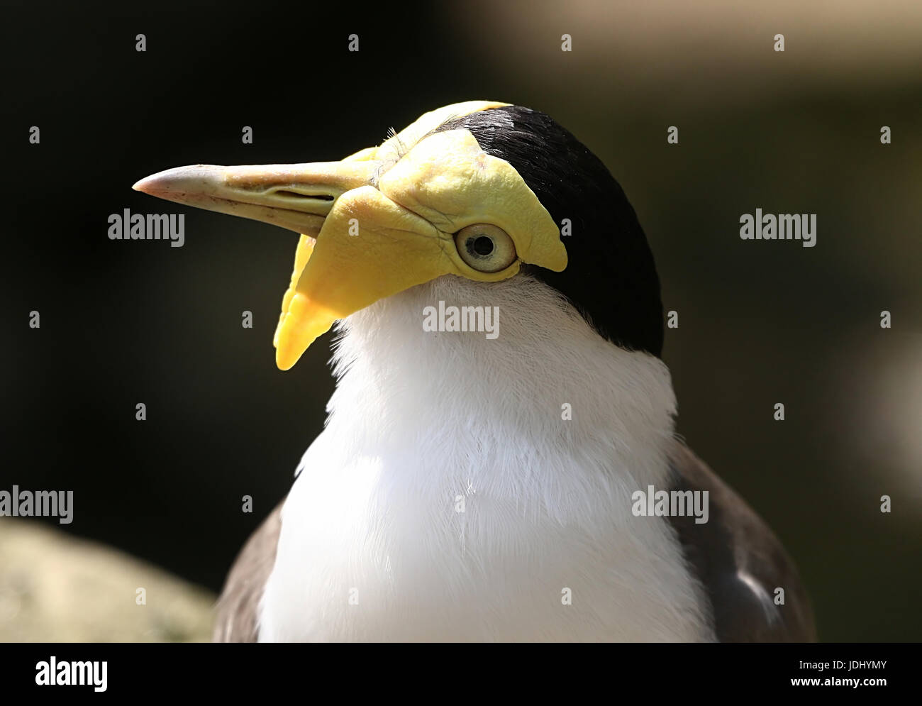 Australian Masked Lapwing (Vanellus miles) close up portrait Stock ...