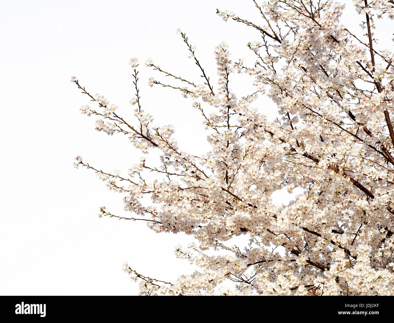 Pear white background, spring signals Stock Photo - Alamy