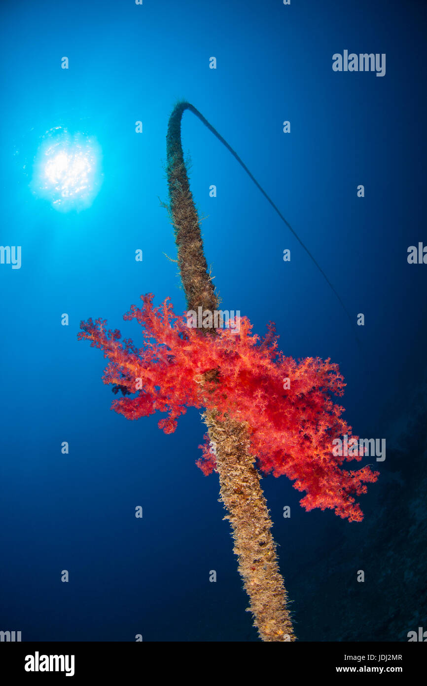 Colorful soft coral colony dendronephthya hi-res stock photography and ...