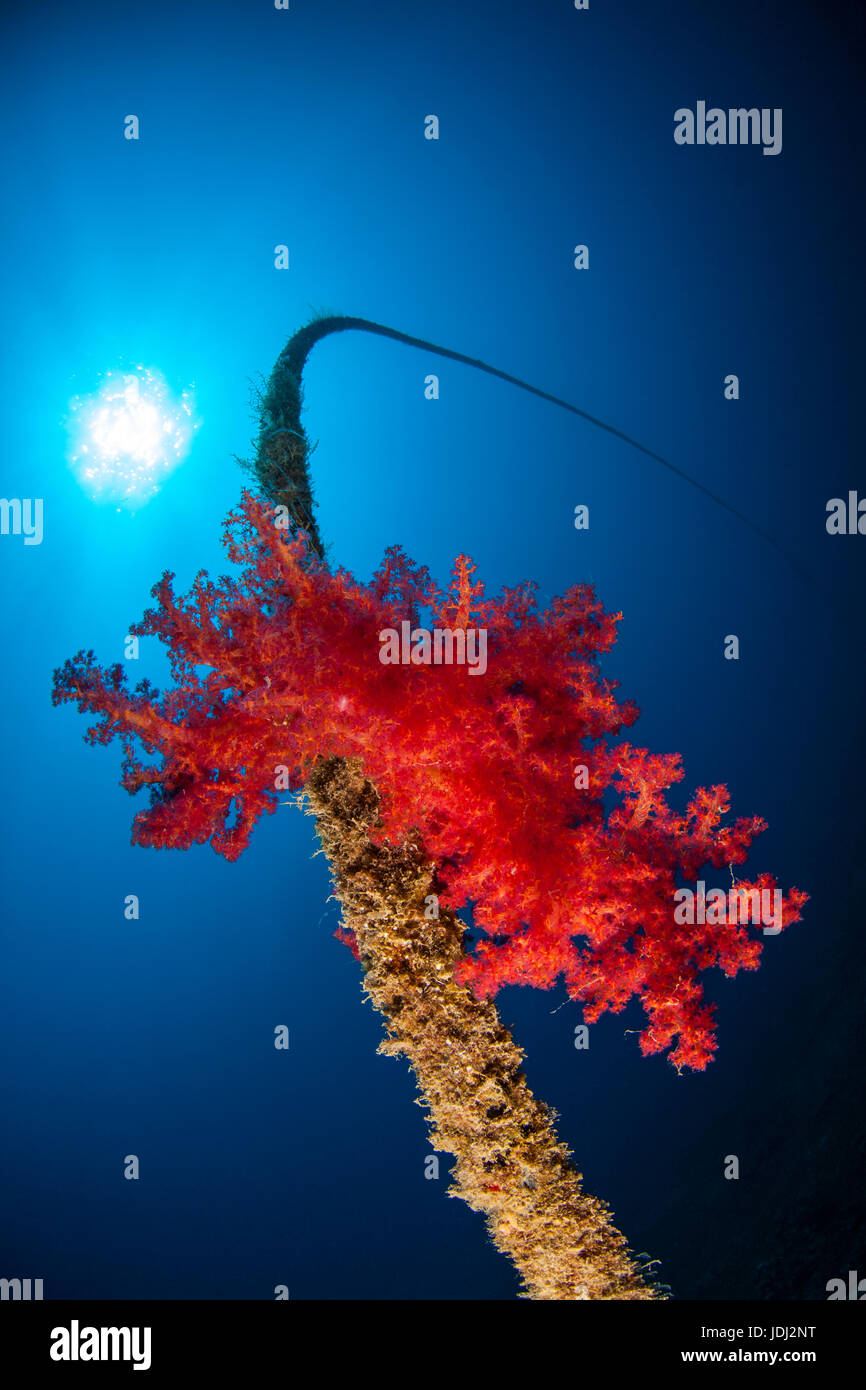 Colony soft coral growing on hi-res stock photography and images - Alamy