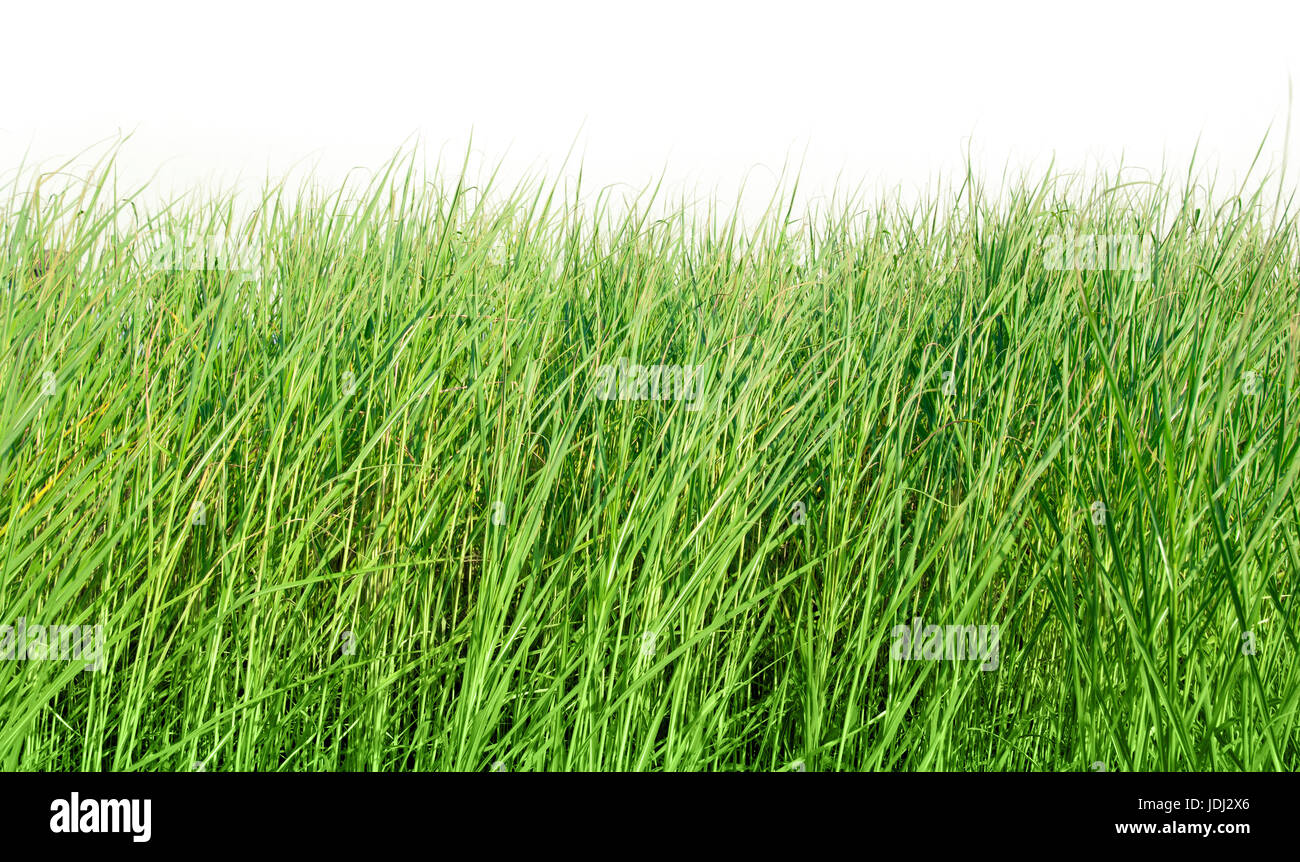 Grass isolated on a white background (with path Stock Photo - Alamy