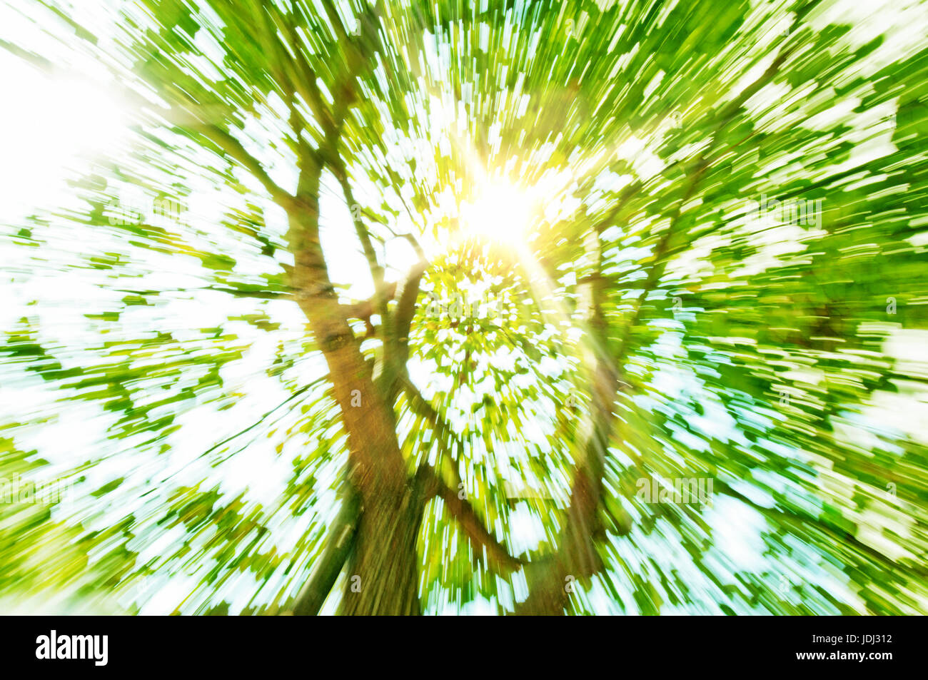 Trees under the sun, and instantly zoom Stock Photo - Alamy