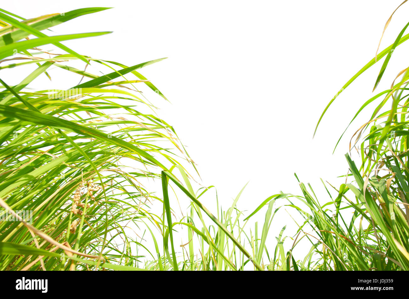 Grass isolated on a white background (with path Stock Photo - Alamy