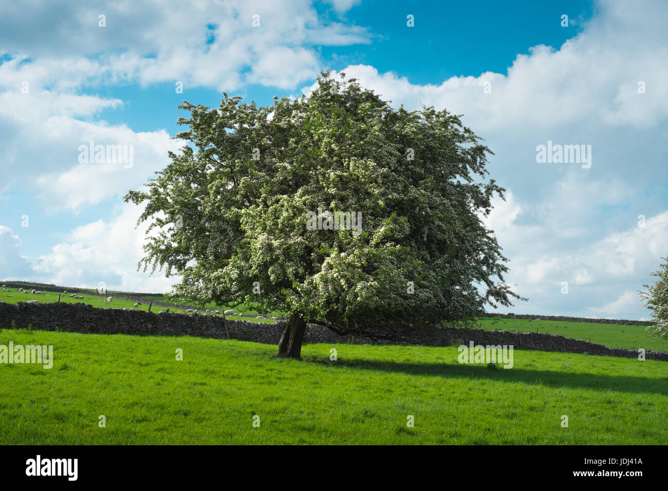 Billowing clouds hi-res stock photography and images - Alamy
