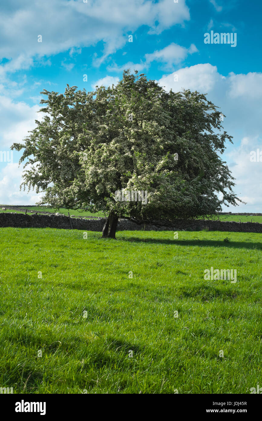 A hawthorn tree in blossom under blue skies and billowing clouds along ...