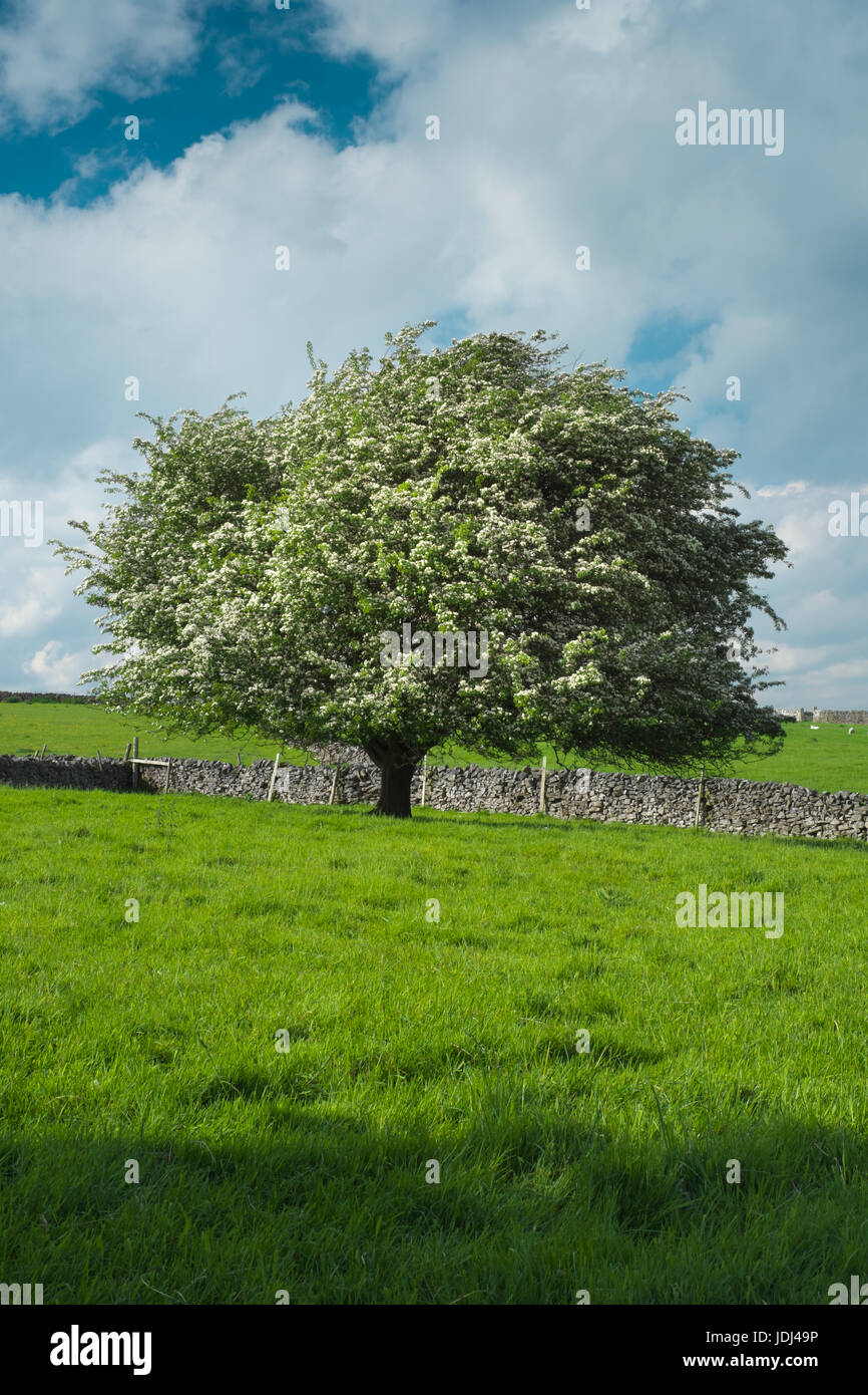 A hawthorn tree in blossom under blue skies and billowing clouds along ...