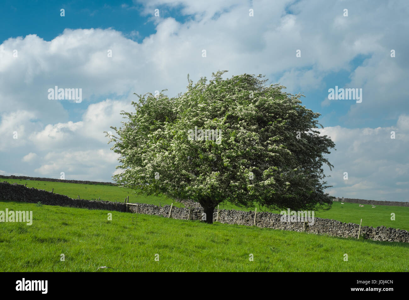 A hawthorn tree in blossom under blue skies and billowing clouds along ...