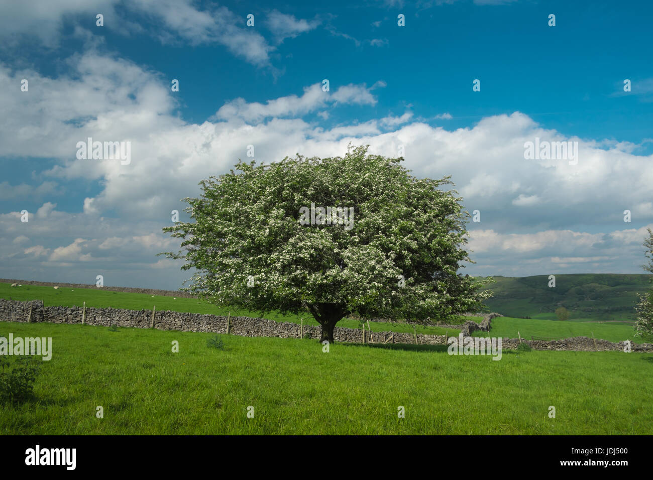 A hawthorn tree in blossom under blue skies and billowing clouds along ...