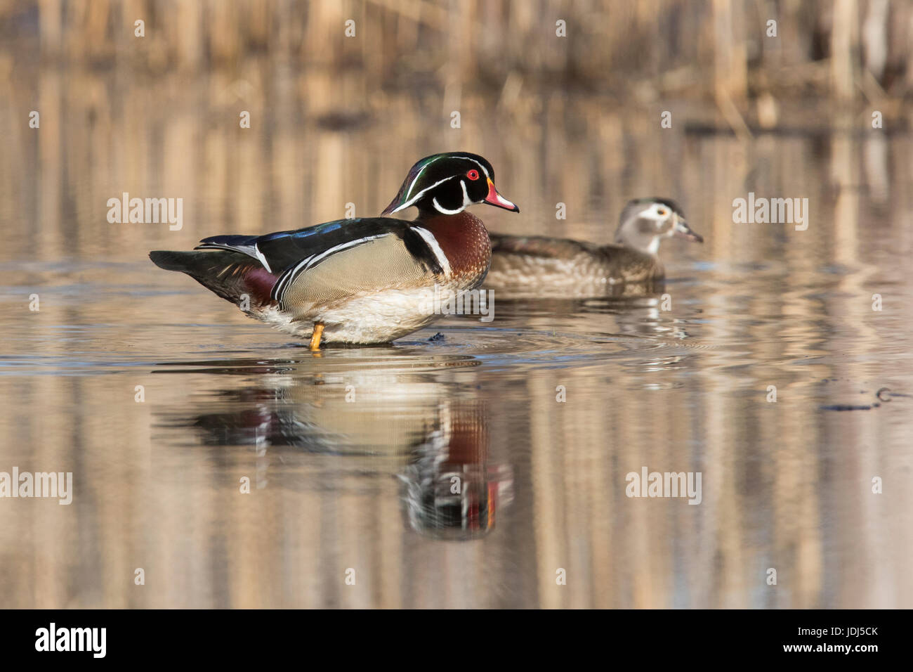 wood ducks in spring Stock Photo - Alamy