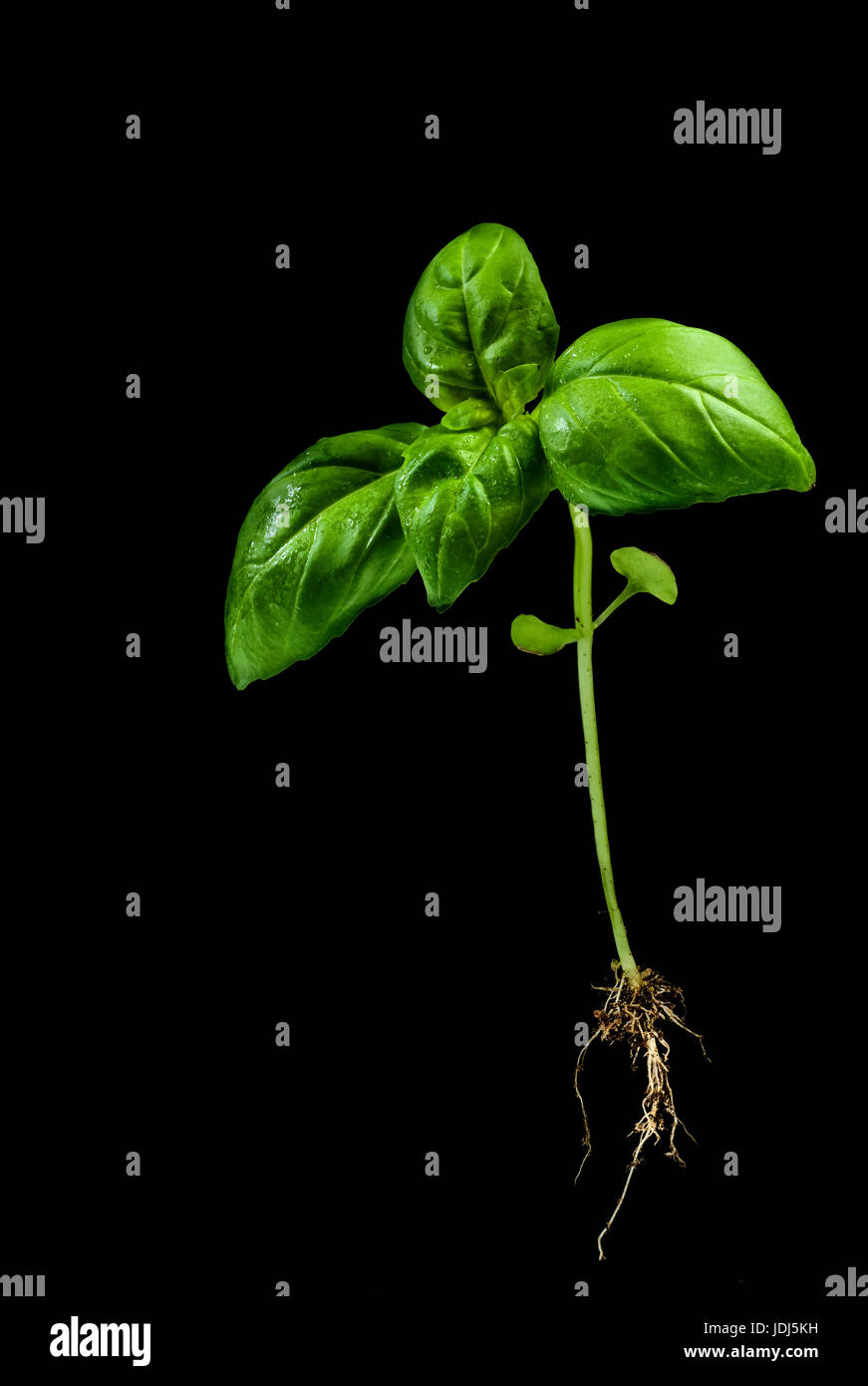 Raw nature hi-res stock photography and images - Alamy