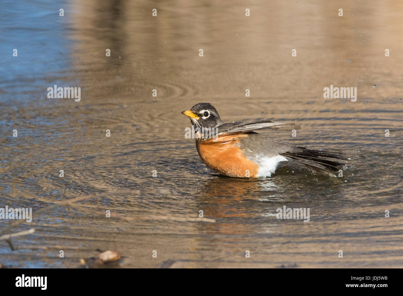American robin in spring Stock Photo - Alamy