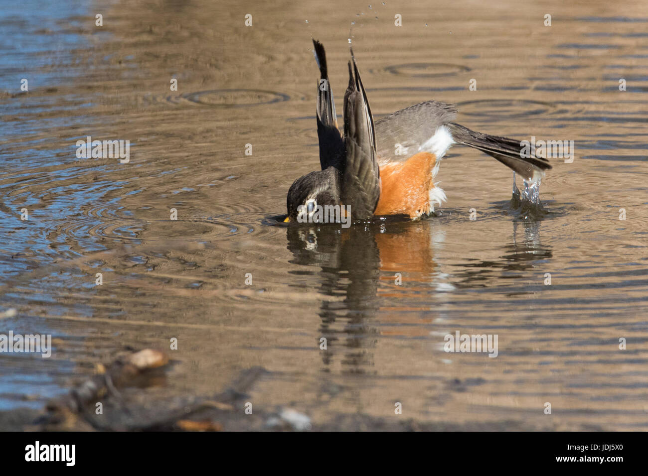 American robin in spring Stock Photo - Alamy