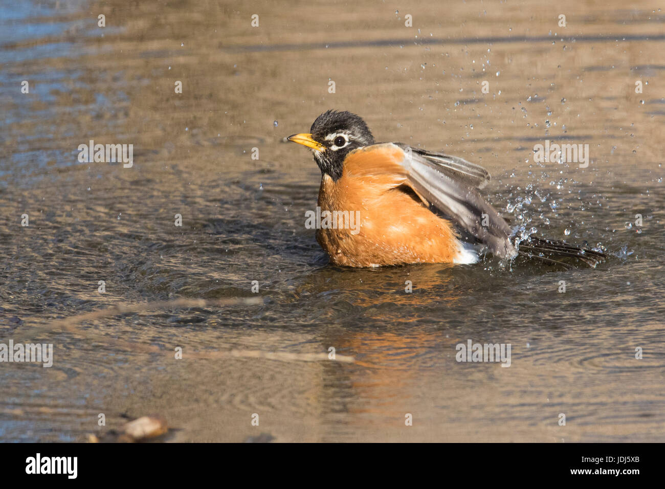 American robin in spring Stock Photo - Alamy