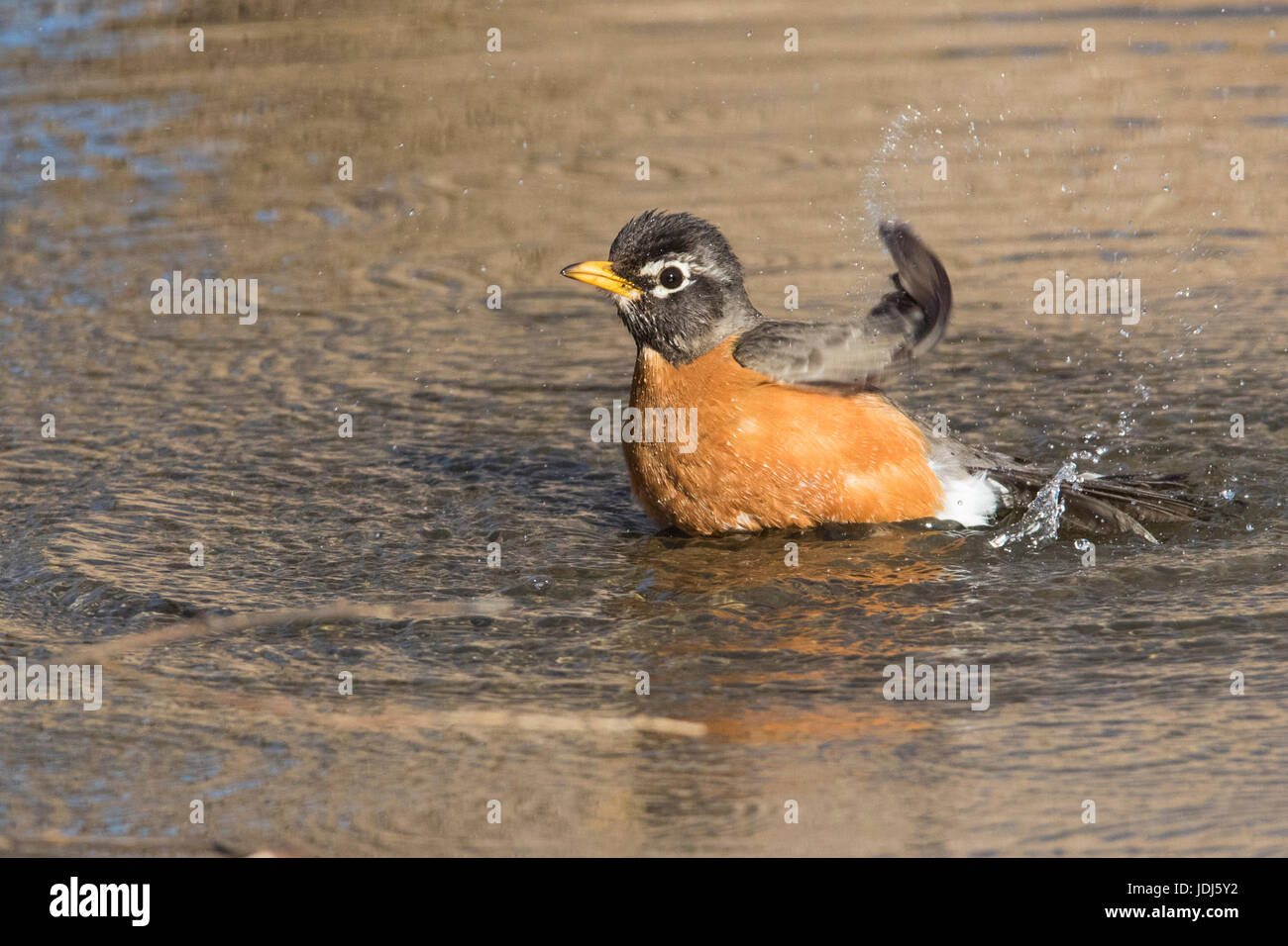 American robin in spring Stock Photo - Alamy