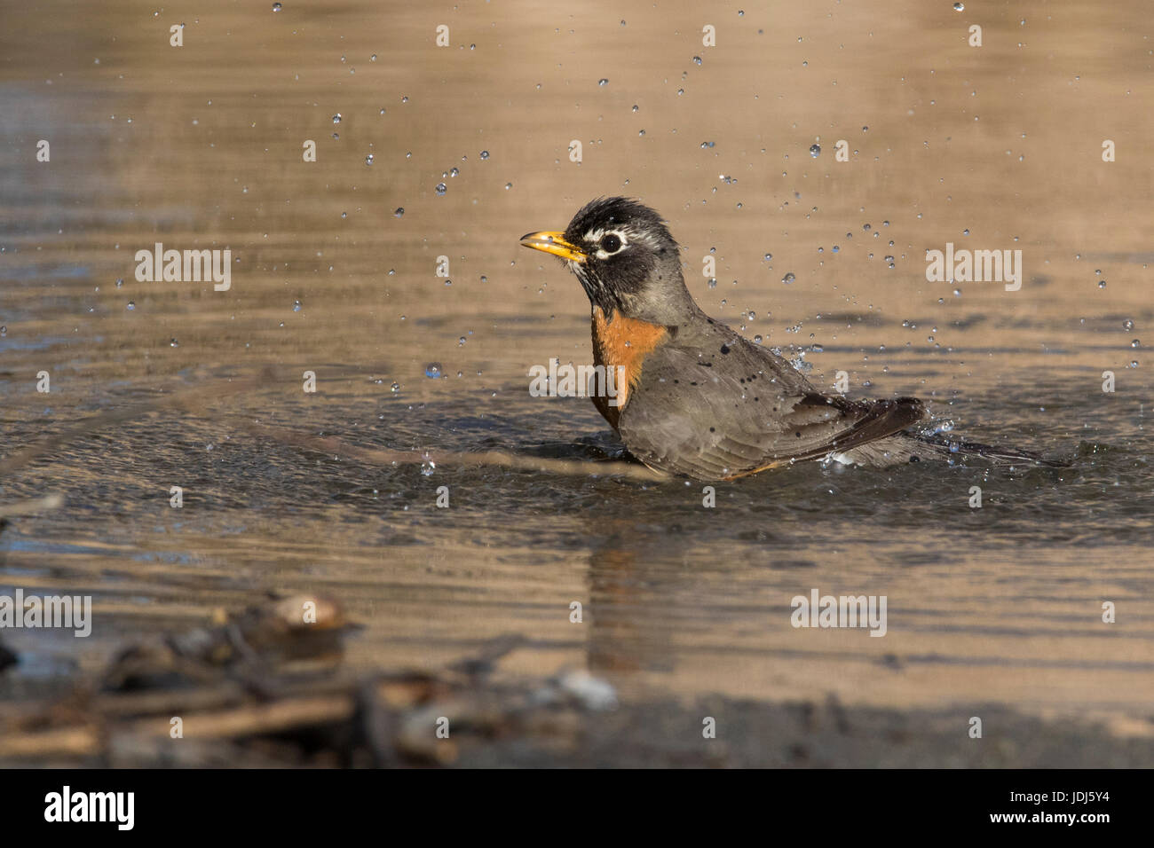 American robin in spring Stock Photo - Alamy