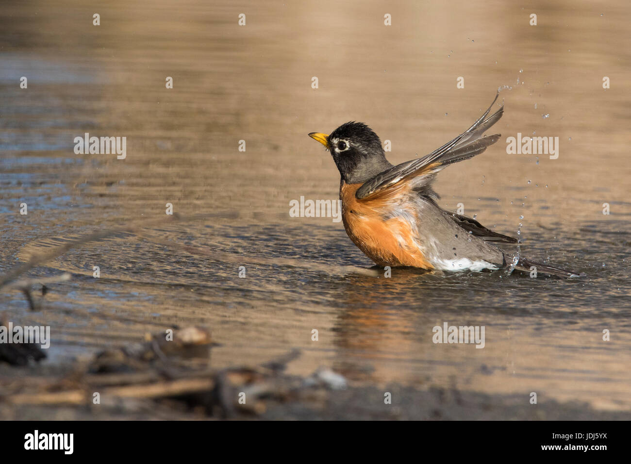 American robin in spring Stock Photo - Alamy