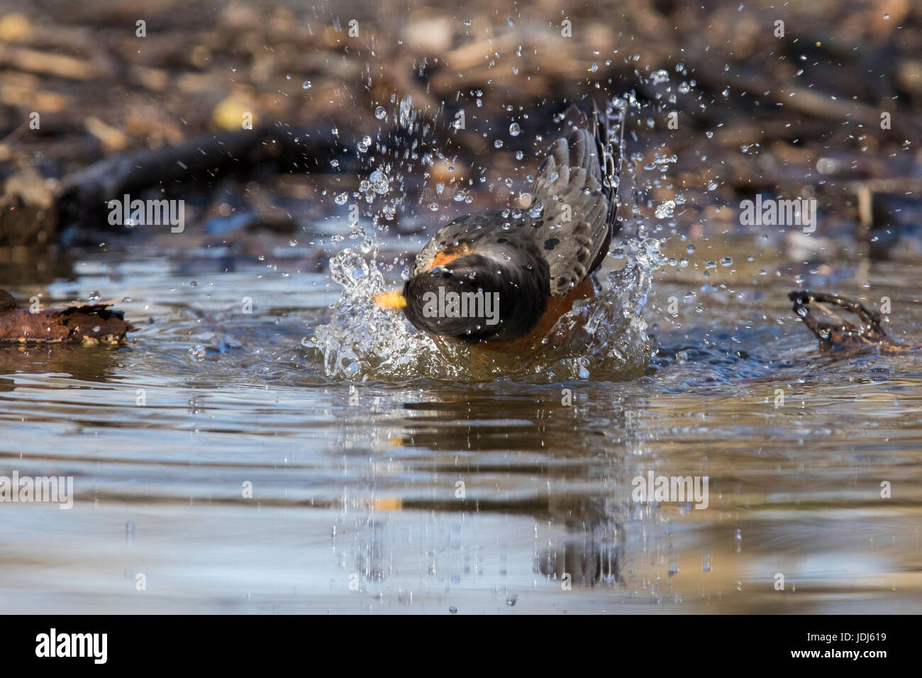 American robin in spring Stock Photo - Alamy