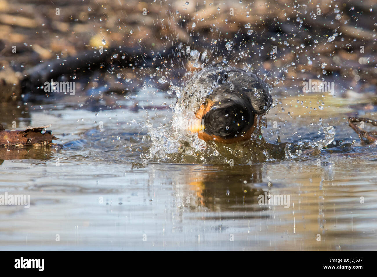 American robin in spring Stock Photo - Alamy