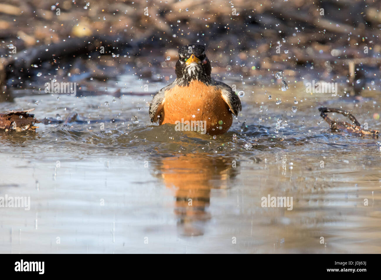 American robin in spring Stock Photo - Alamy