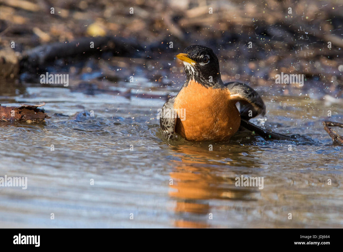 American robin in spring Stock Photo - Alamy