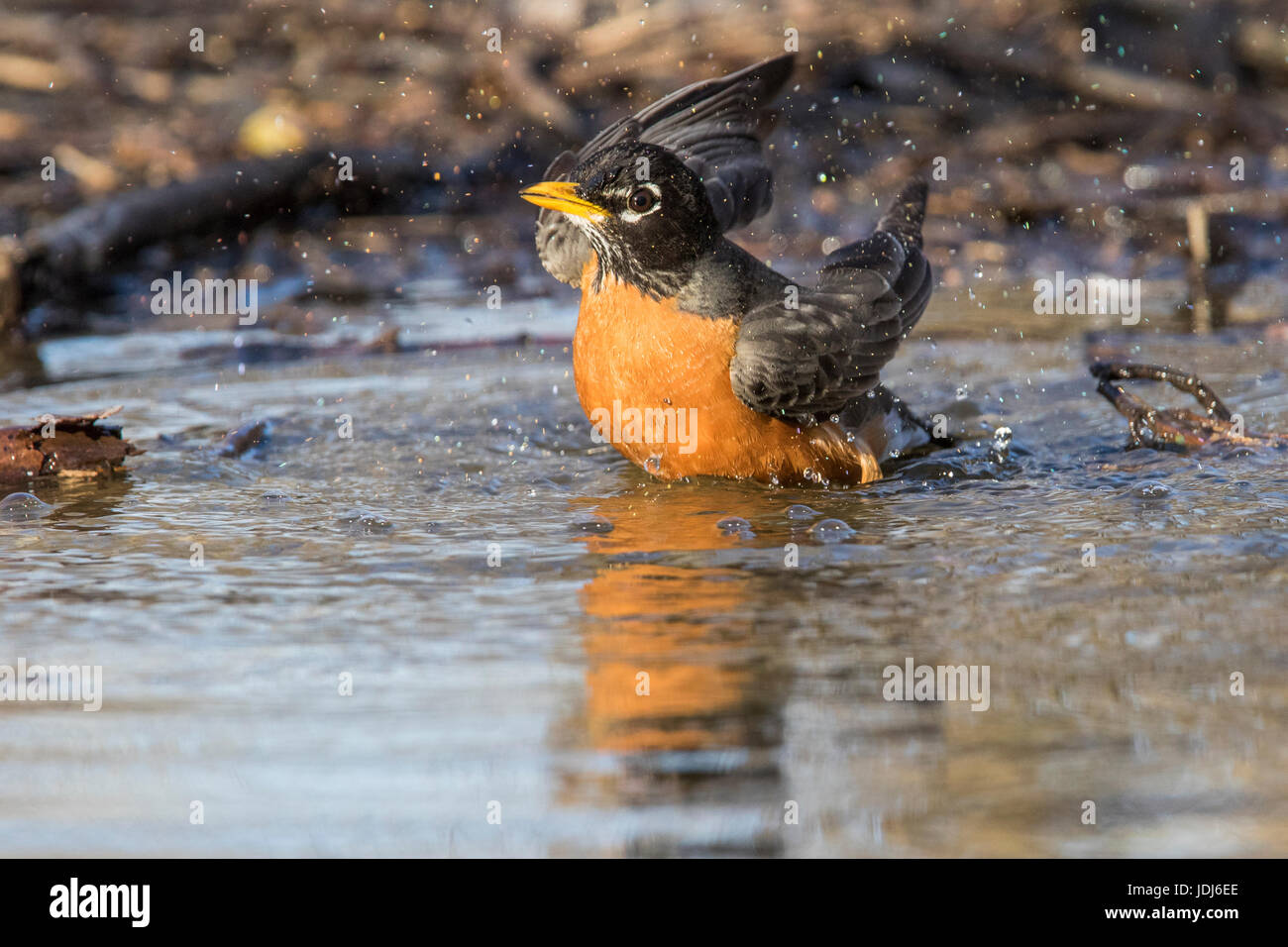 American robin in spring Stock Photo - Alamy