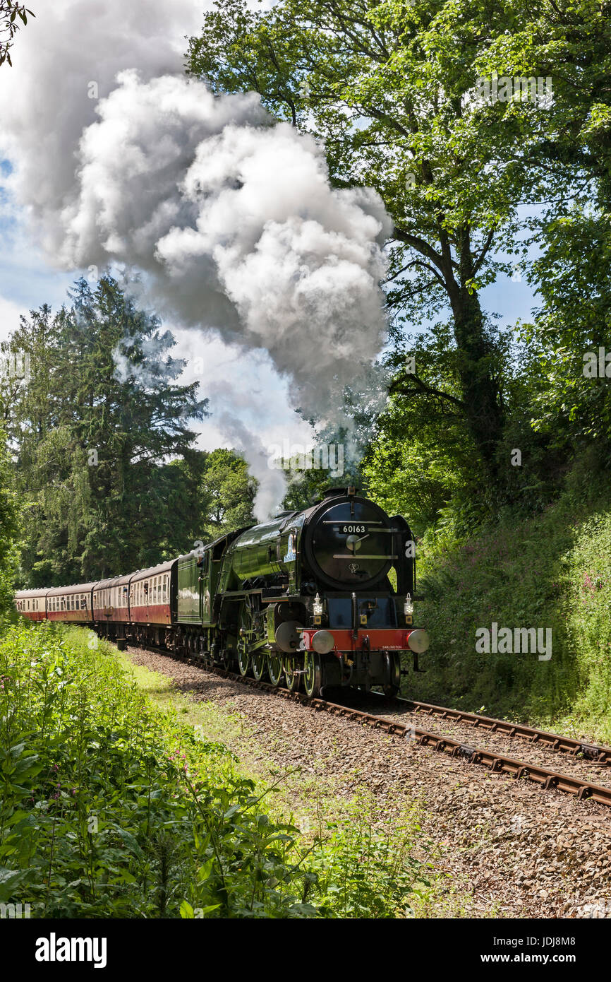 Tornado Steam Engine steaming up the bank on the Bodmin & Wenford Steam ...