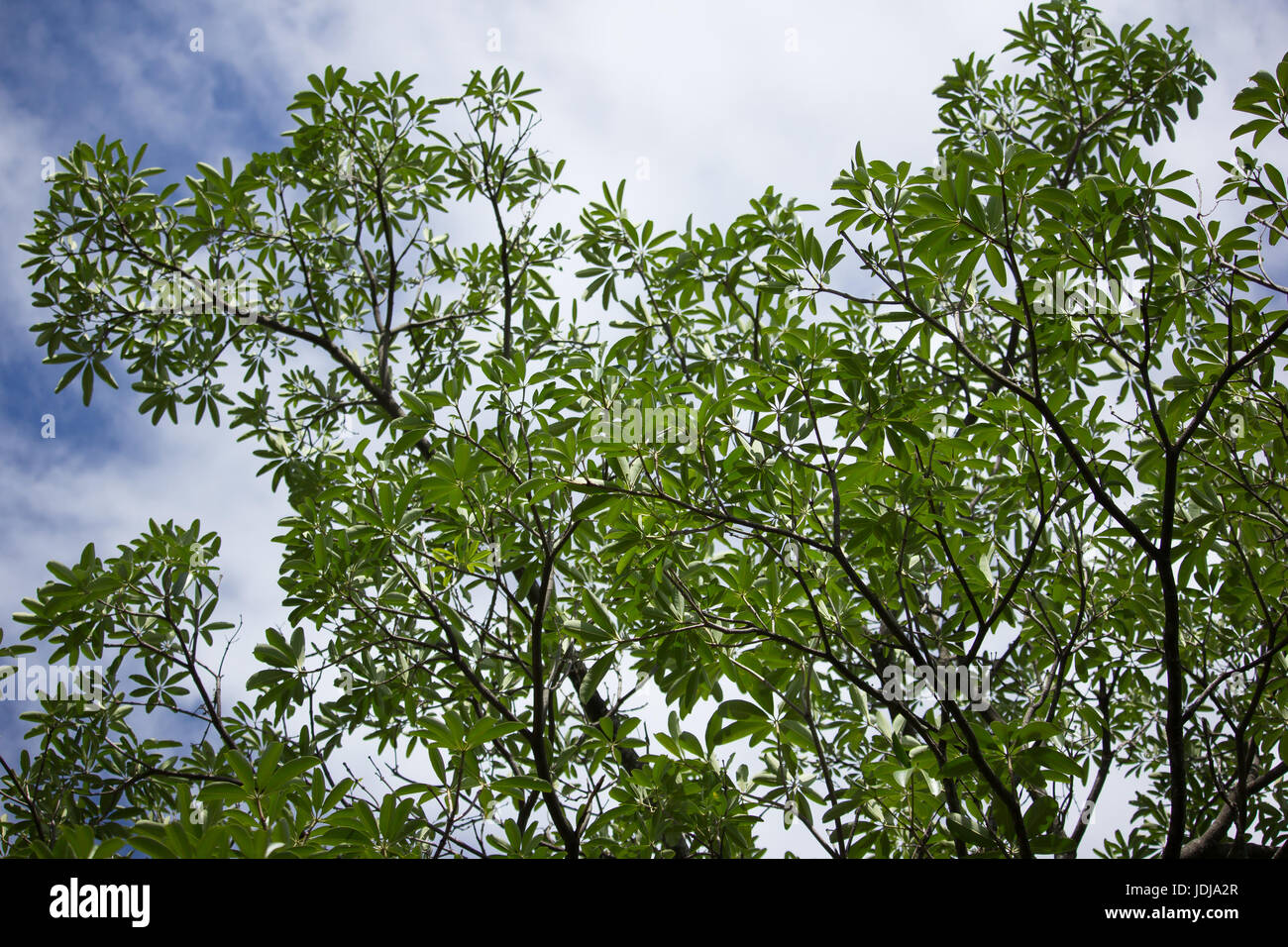 Close up leaf of Blackboard Tree or Devil Tree Stock Photo - Alamy