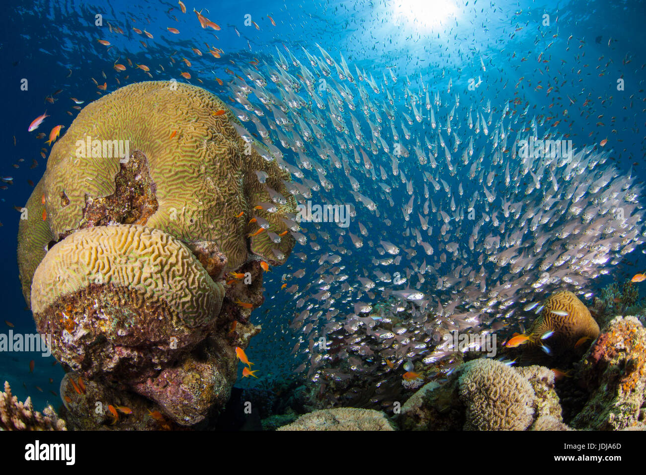 School of Glassfish/Yellow Sweepers, Sun Ball and coral ...