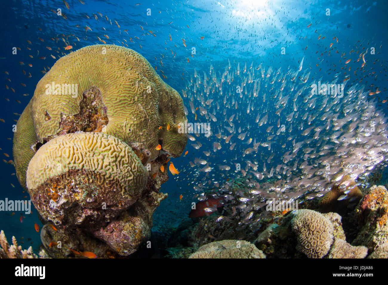 School of Glassfish/Yellow Sweepers, Sun Ball and coral ...