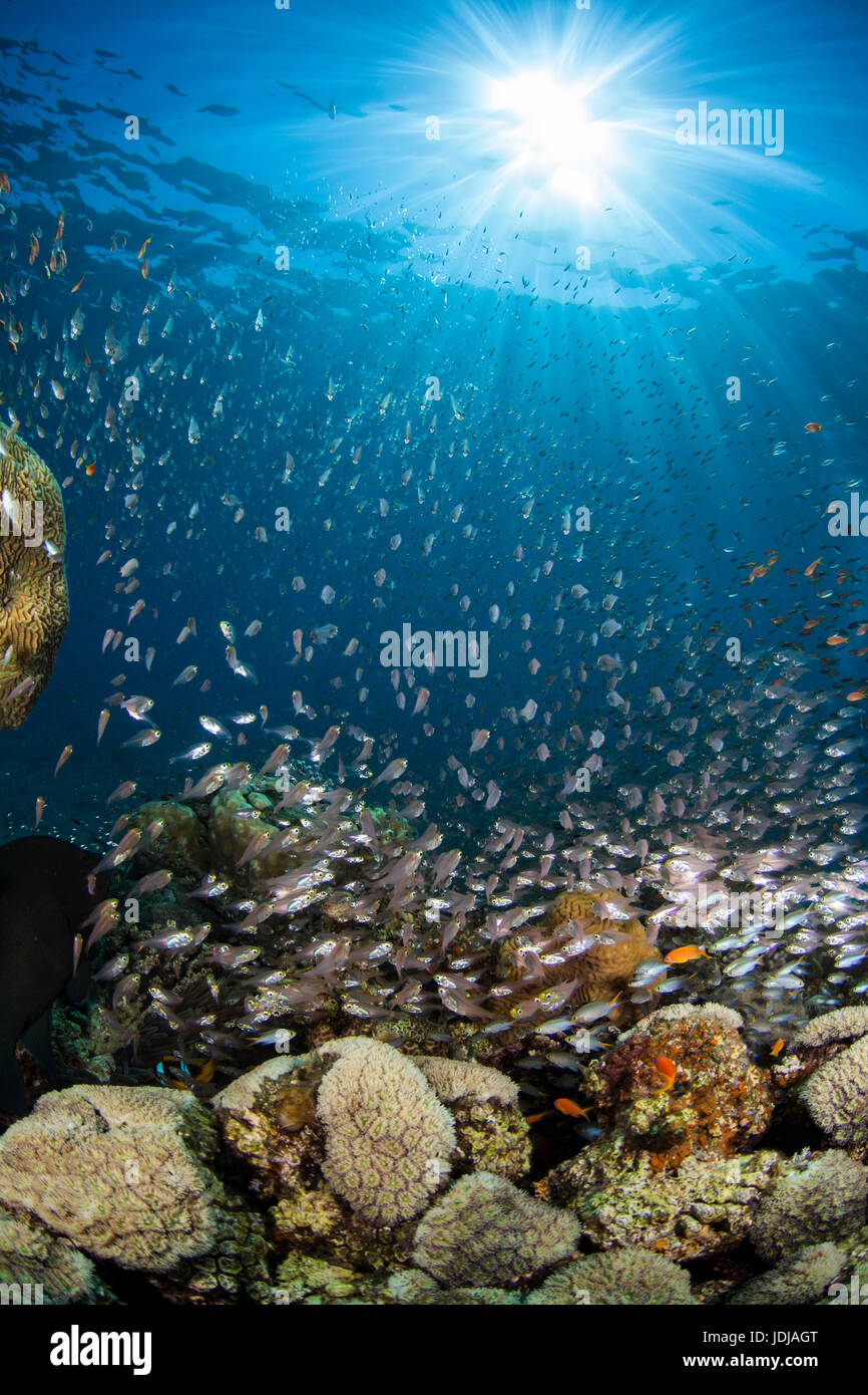 School of Glassfish/Yellow Sweepers, Sun Ball and coral ...