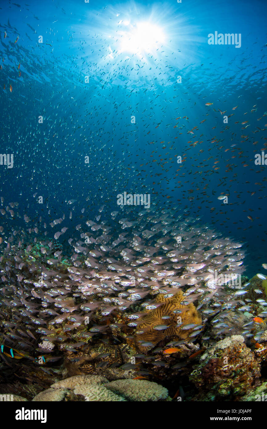 School of Glassfish/Yellow Sweepers, Sun Ball and coral ...