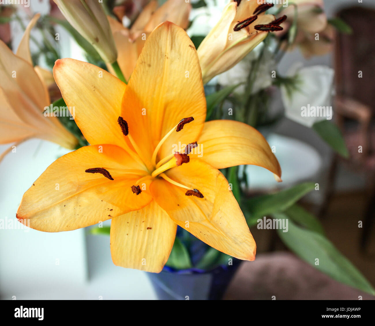 Cut flower seeds hi-res stock photography and images - Alamy