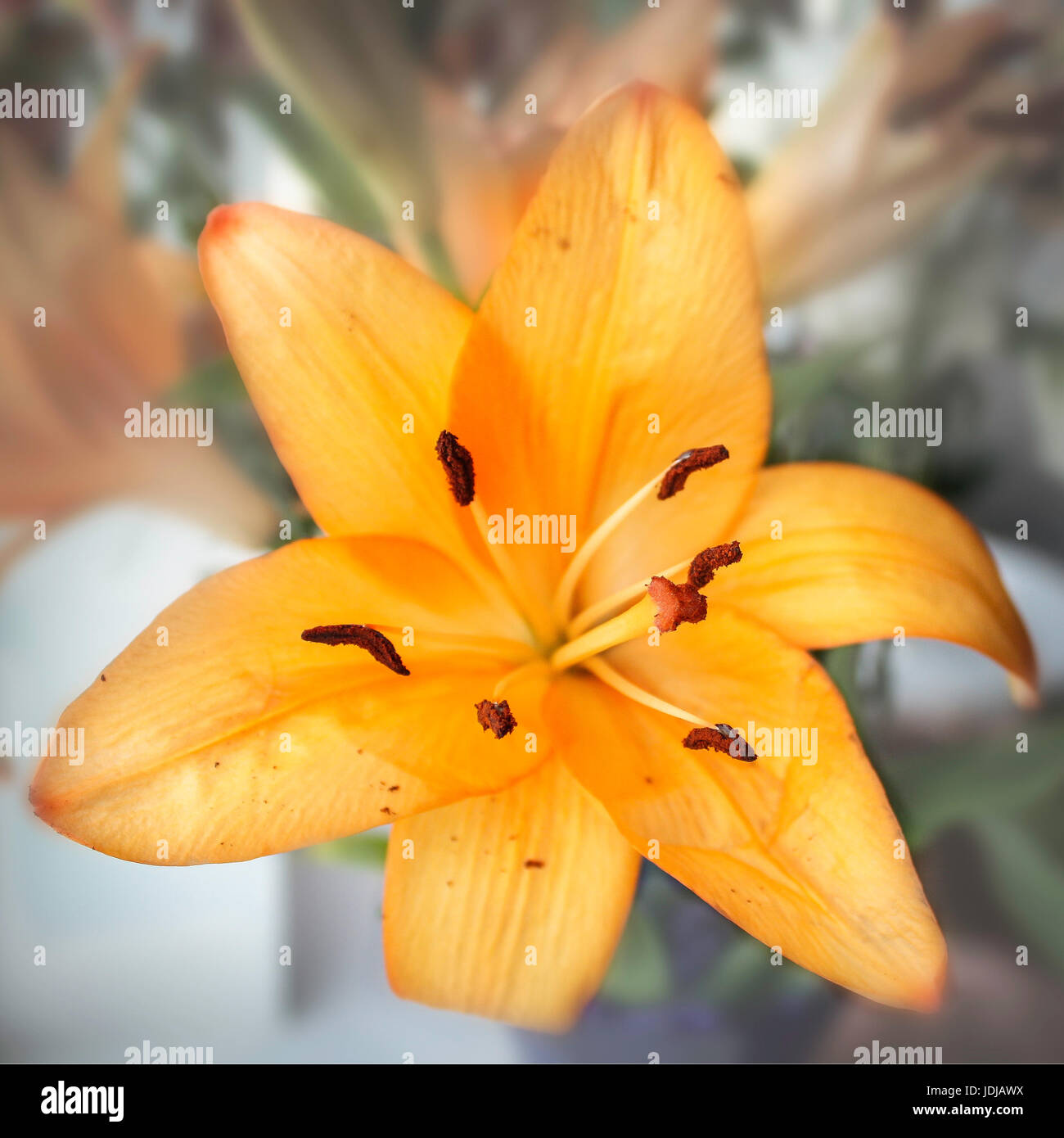 Closeup of a Lily Stock Photo - Alamy