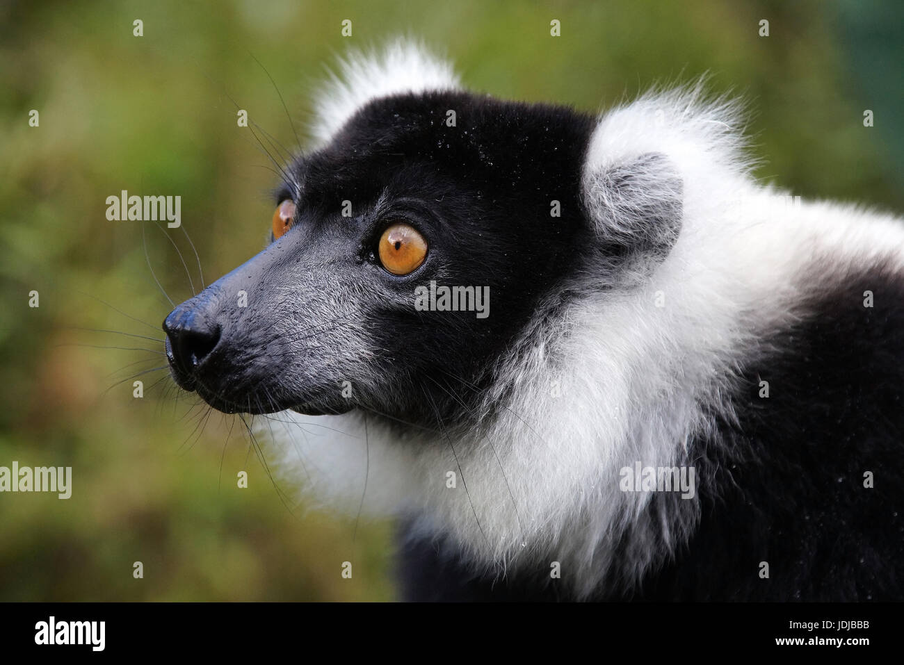 Lemur, Madagascar, black and white Vari, Lemur catta,, Madagaskar ...