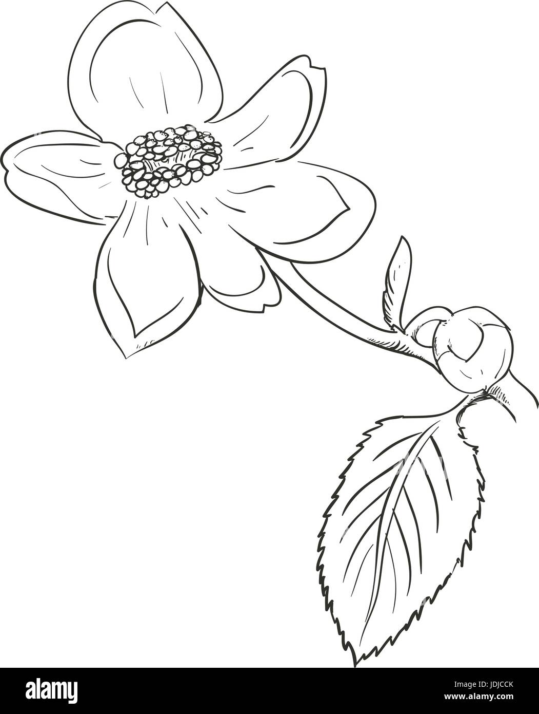 Flower Drawing No Color