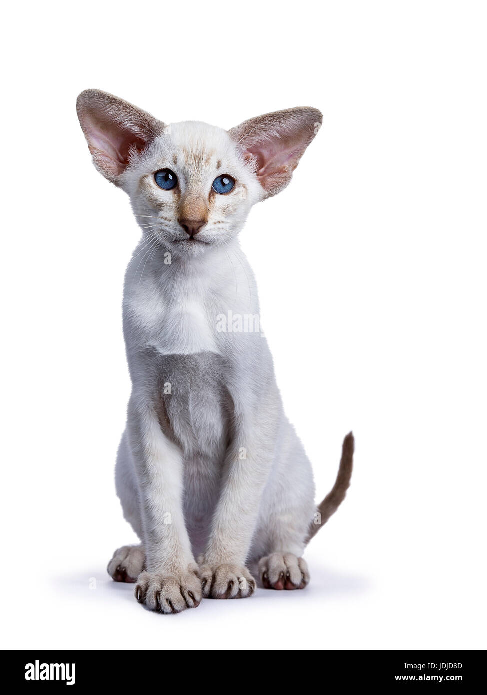 Siamese kitten sitting on white background Stock Photo - Alamy