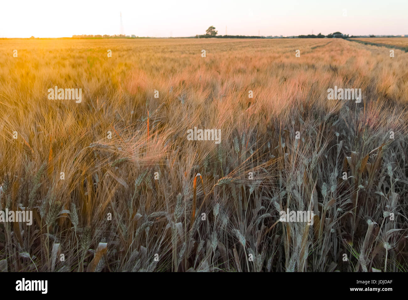 Yellow wheat grain ready for harvest growing in a farm field, Italy ...