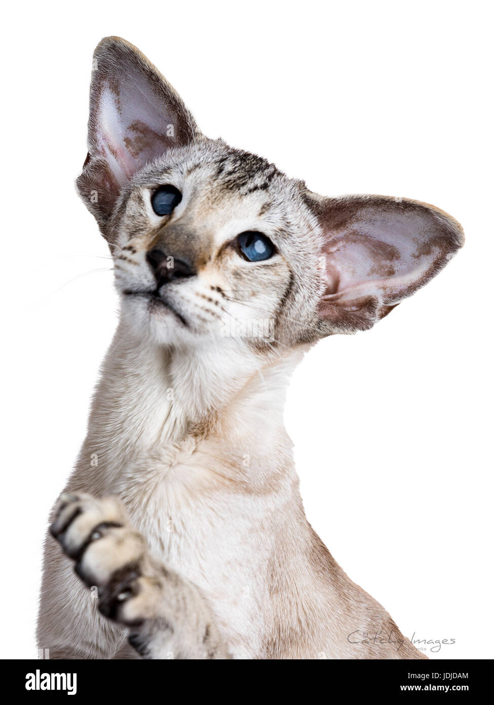 Cat lifted paw hi-res stock photography and images - Alamy