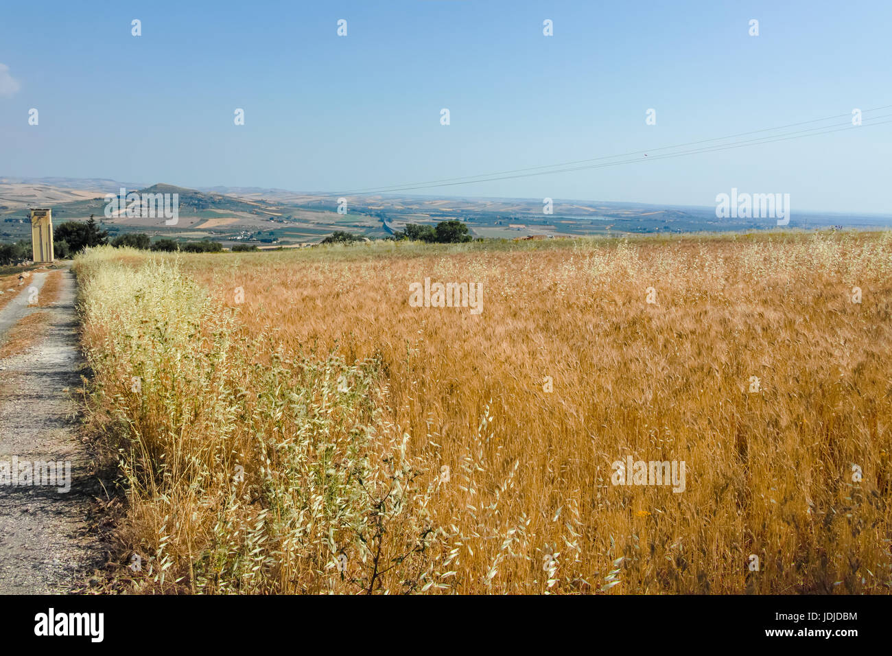 Yellow wheat grain ready for harvest growing in a farm field, Italy ...
