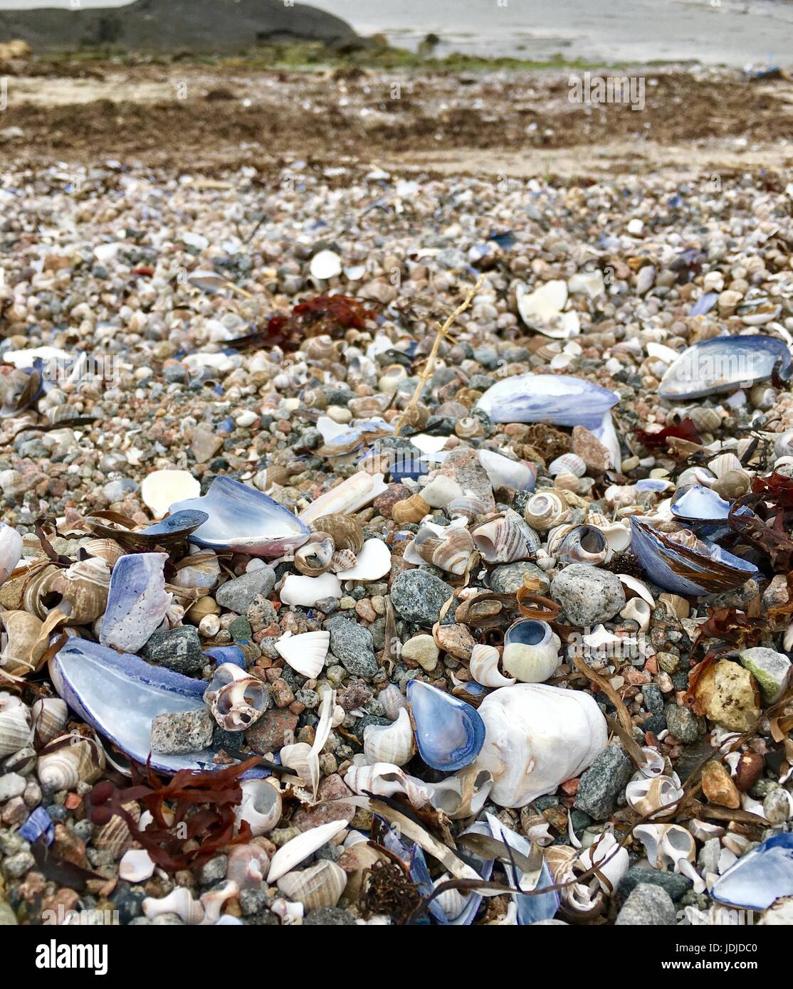 Crustacean Waste High Resolution Stock Photography and Images - Alamy