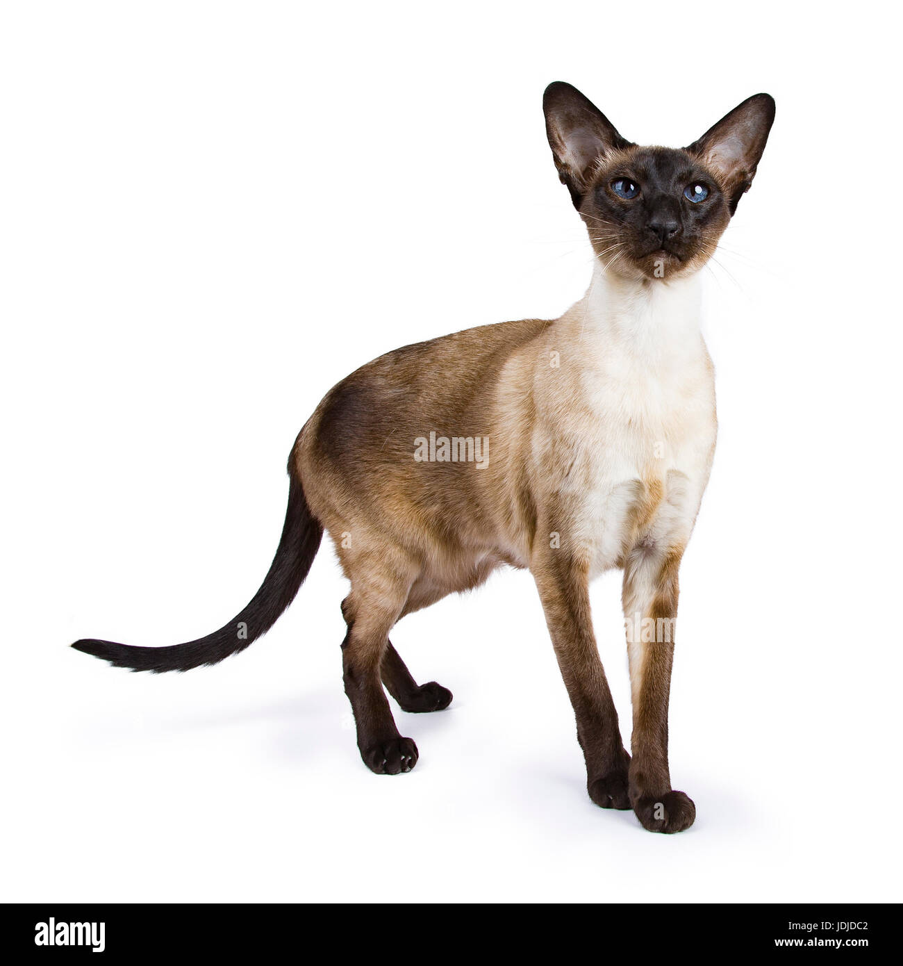 Cat ears photography Cut Out Stock Images & Pictures - Alamy