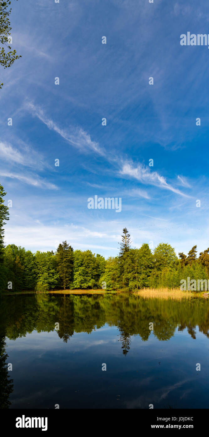 Reflection of trees in the forest lake in summer Stock Photo - Alamy