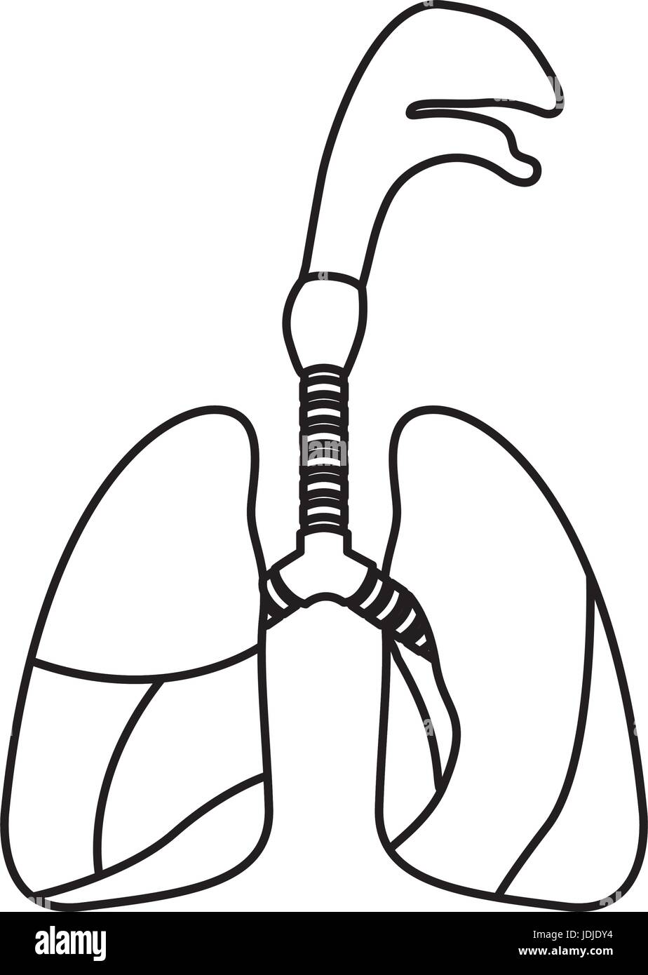 sketch silhouette respiratory system with windpipe Stock Vector Image ...