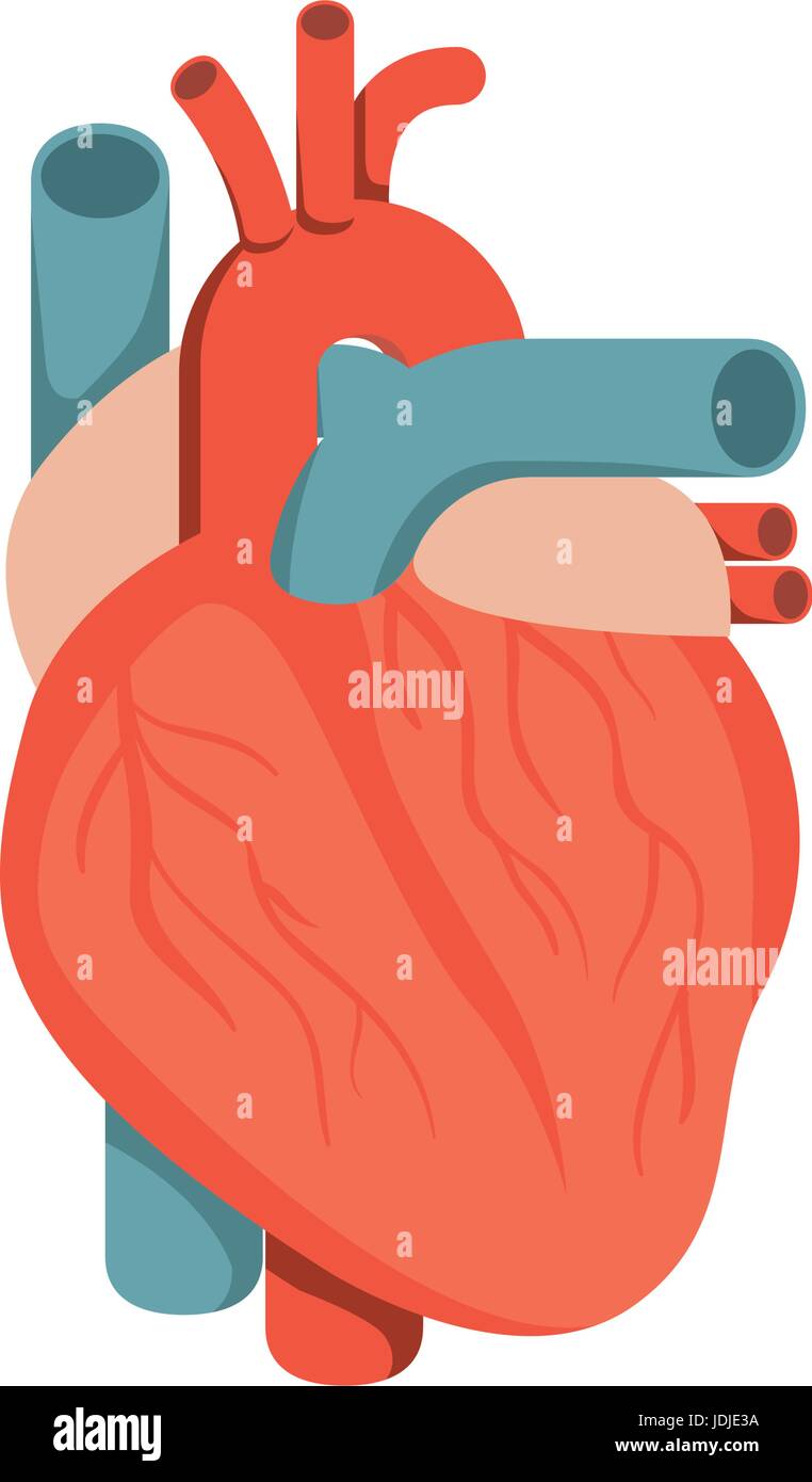 Cardiac silhouette Stock Vector Images - Alamy