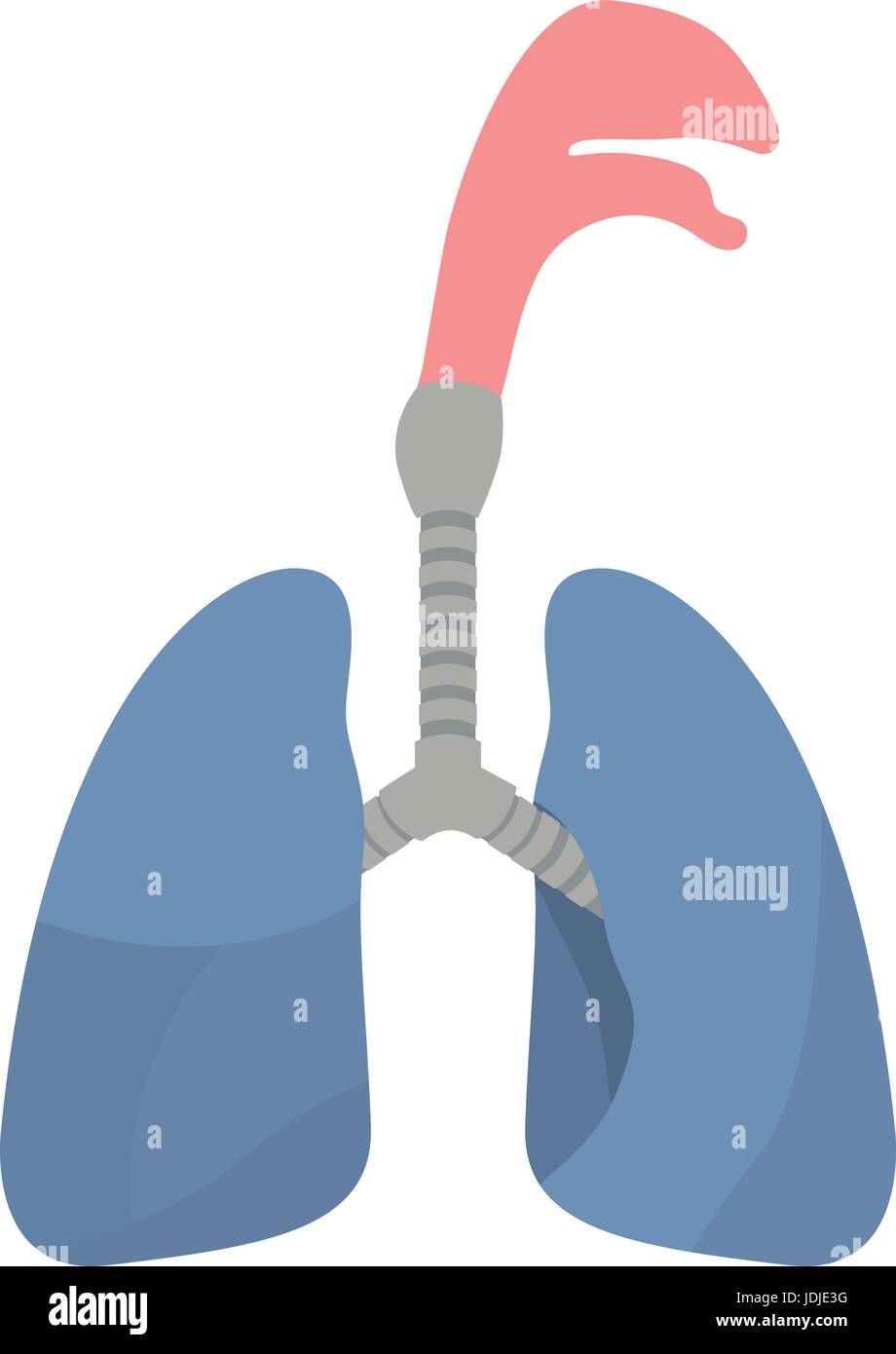 colorful silhouette respiratory system with windpipe Stock Vector Image ...