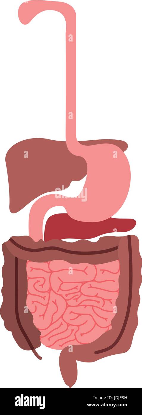colorful silhouette human digestive system Stock Vector Image & Art - Alamy