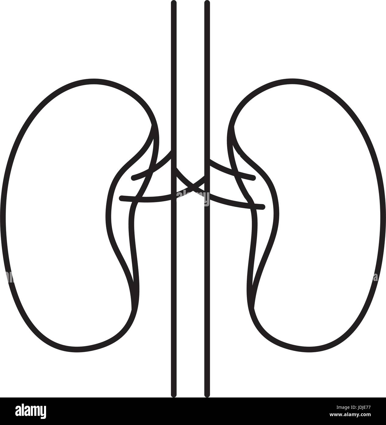 hand drawing contour renal system of human body Stock Vector Image ...