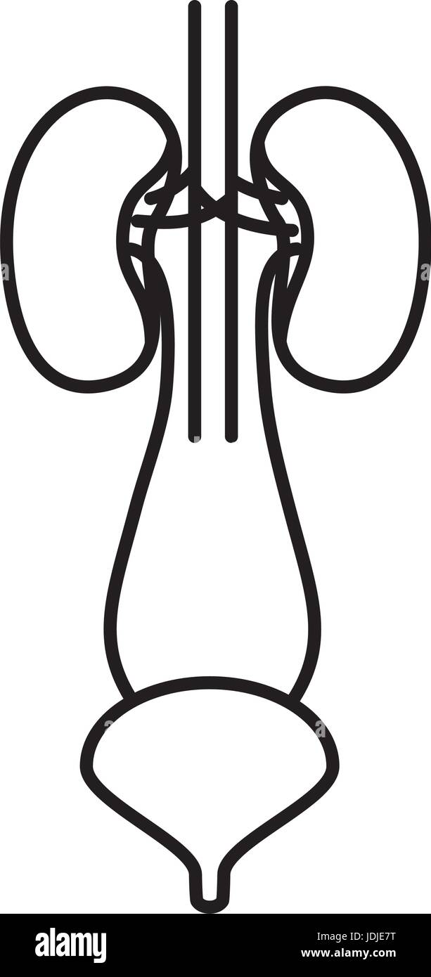 hand drawing contour renal system with urethra Stock Vector Image & Art ...